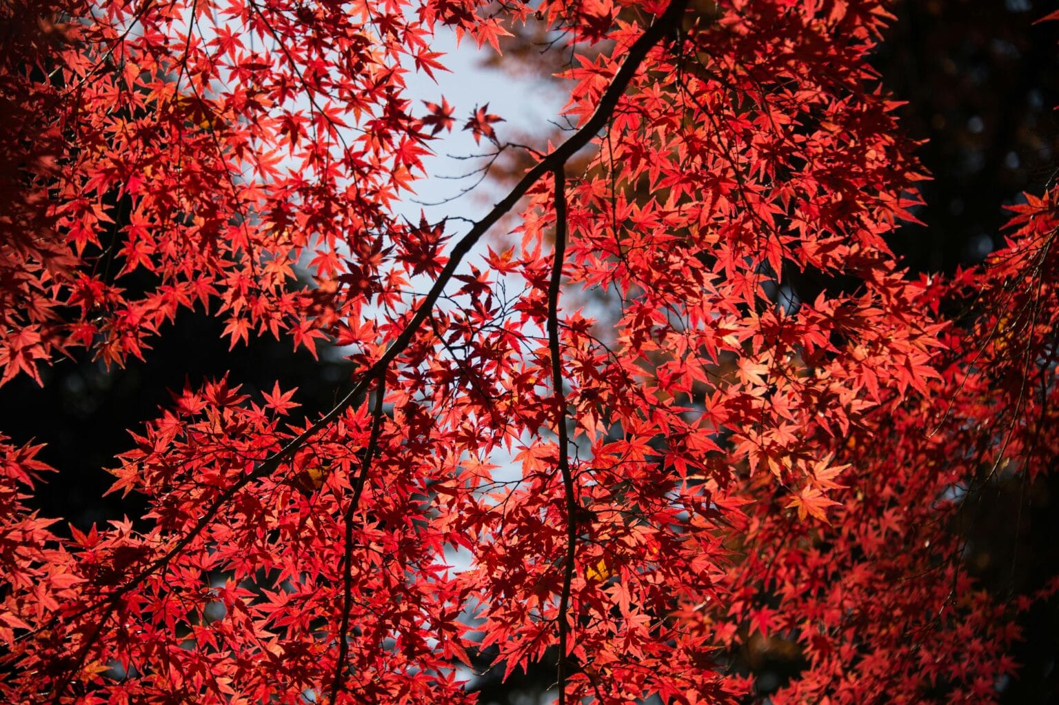 Best Time to Visit Japan: Weather, Seasons & Travel Tips by Month ...